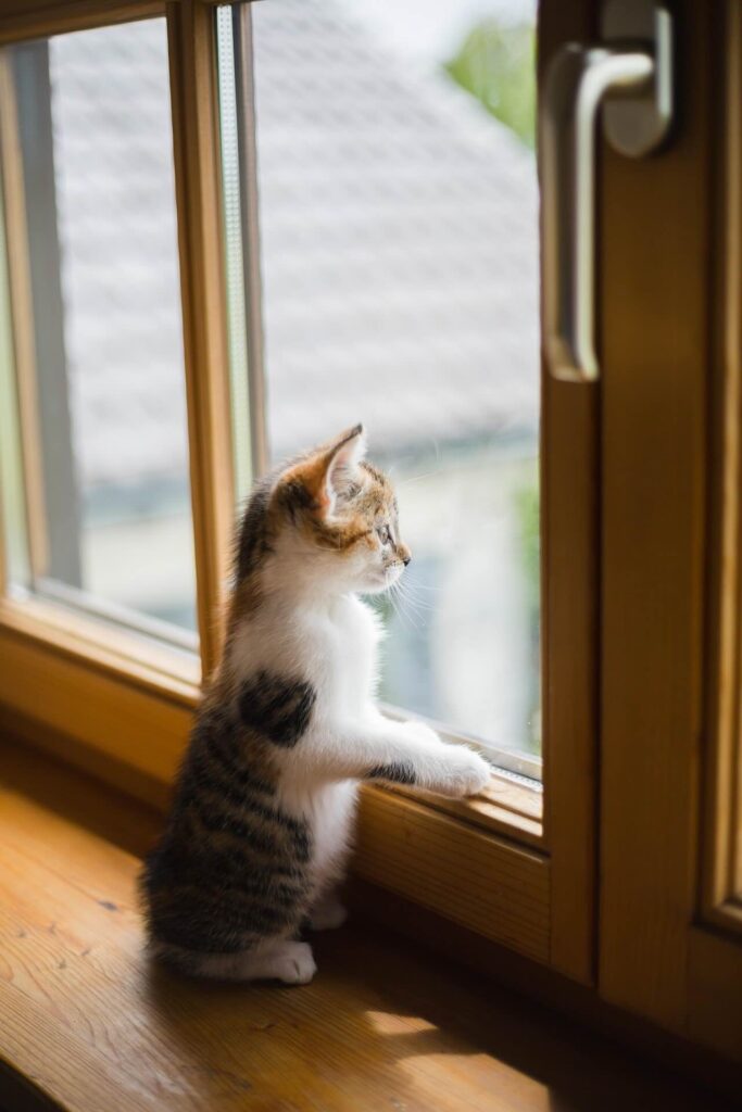 Types of Replacement Windows [2026 Guide] | Pinnacle Home Improvements