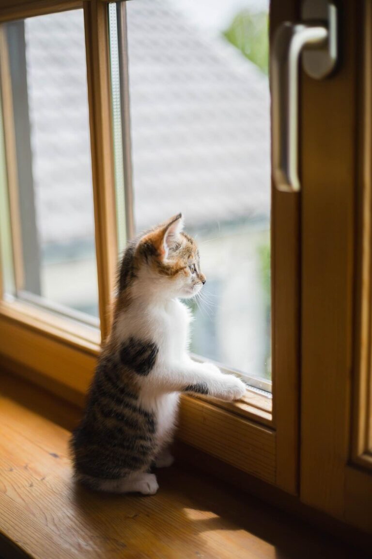 Types of Replacement Windows [2026 Guide] | Pinnacle Home Improvements